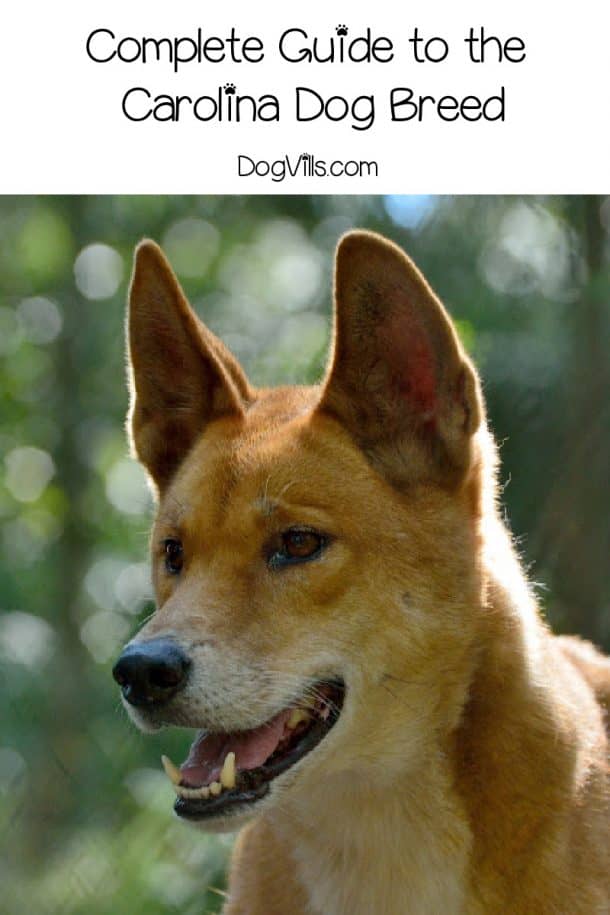 Are Carolina Dogs Good Pets? (Detailed guide: Temperament and Facts ...