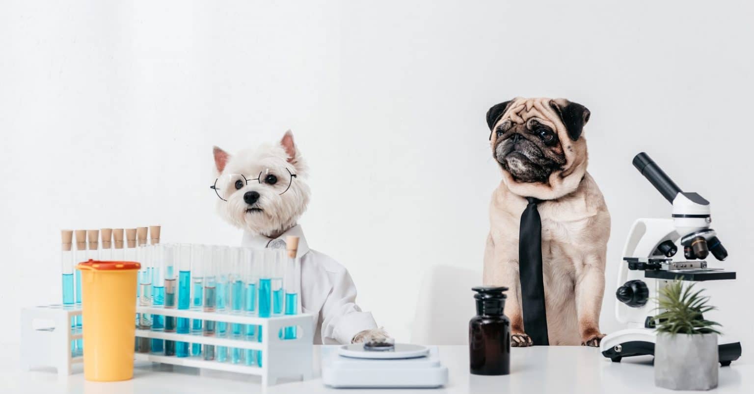 274 Totally Cool Chemistry Dog Names - DogVills