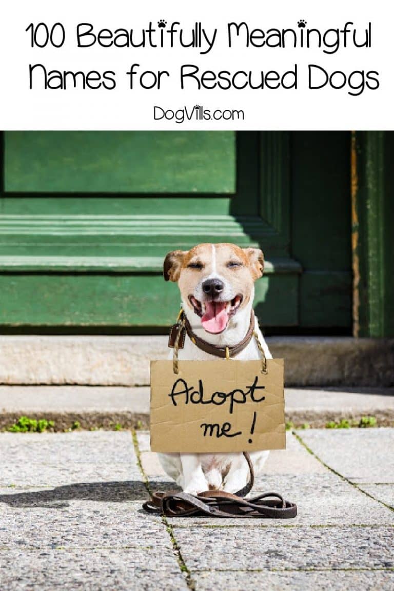 100 Meaningful Dog Rescue Name Ideas - DogVills