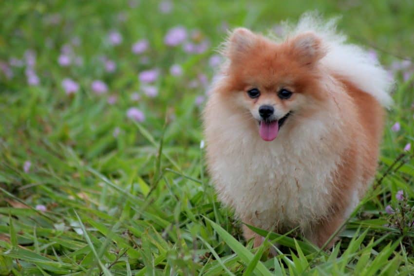 8 Fabulous Dog Breeds That Don’t Grow - DogVills