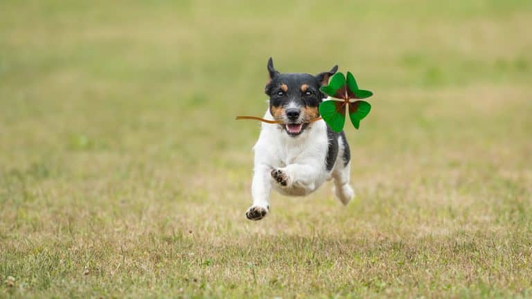 100 Outstanding Lucky Names For Dogs - DogVills