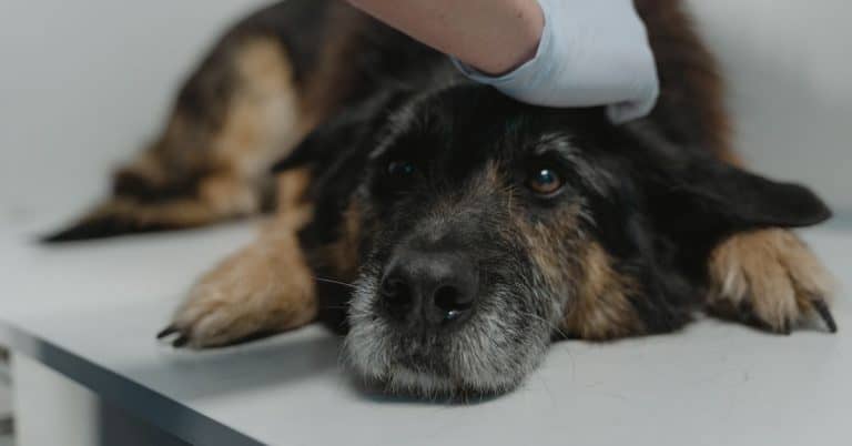 12 Most Affordable Pet Insurance Brands for Low-Income Dog Owners