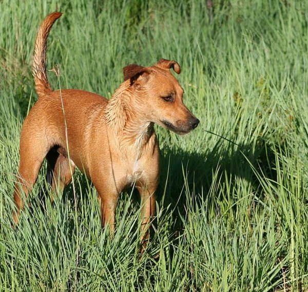 11 Amazing African Dog Breeds (with Pictures & Videos)