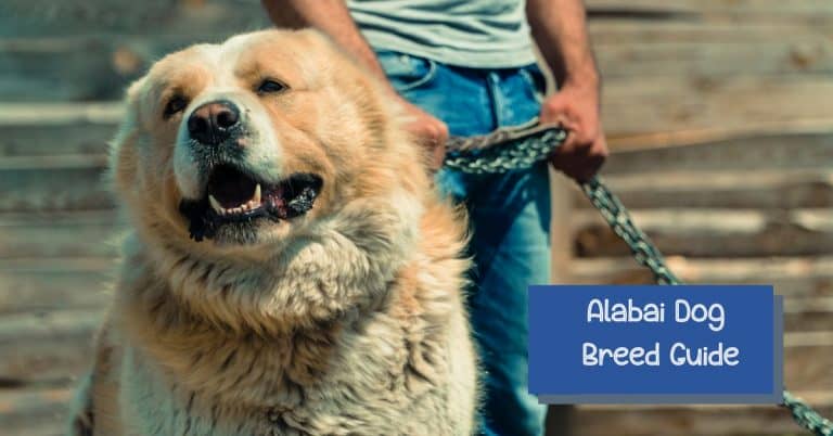 Alabai Dog Breed Guide: All about the Central Asian Shepherd - DogVills