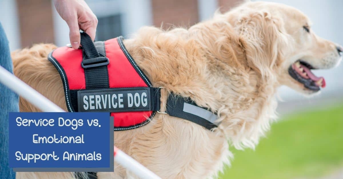What's the Difference Between a Service Dog and an Emotional Support ...