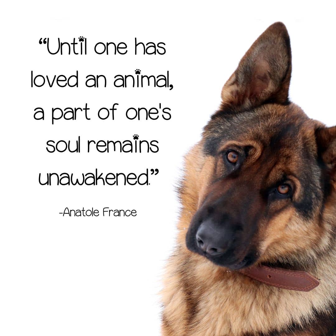 Dog Loss Quotes: 30 Beautiful Sayings to Ease Your Grief