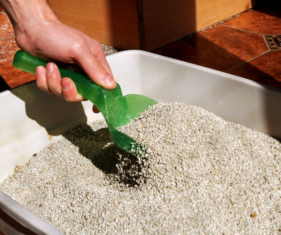 Your Ultimate Guide to Litter Box Training for Dogs