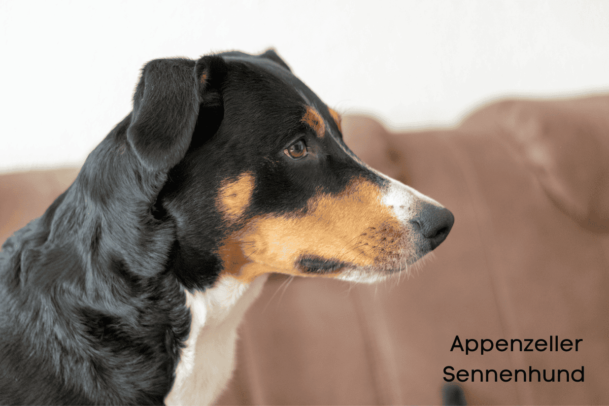 Appenzeller Sennenhund Dog Breed Guide: All About This Swiss Beauty ...
