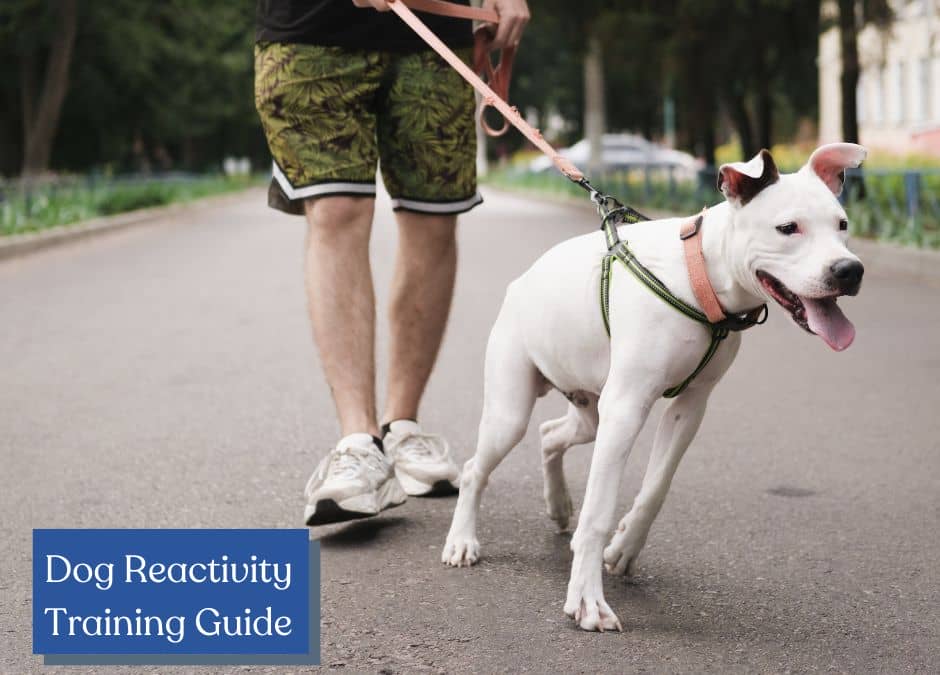 Dog Reactivity Training: Everything You Need to Know