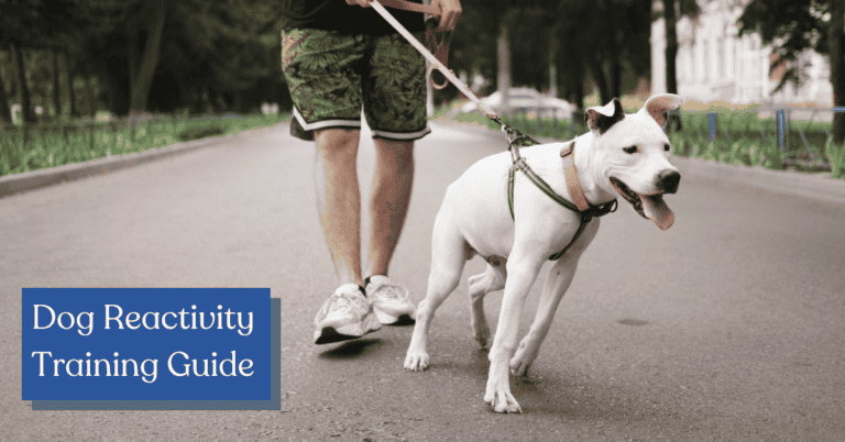 Dog Reactivity Training: Everything You Need to Know