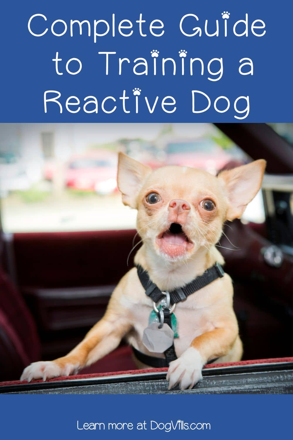 Dog Reactivity Training: Everything You Need to Know