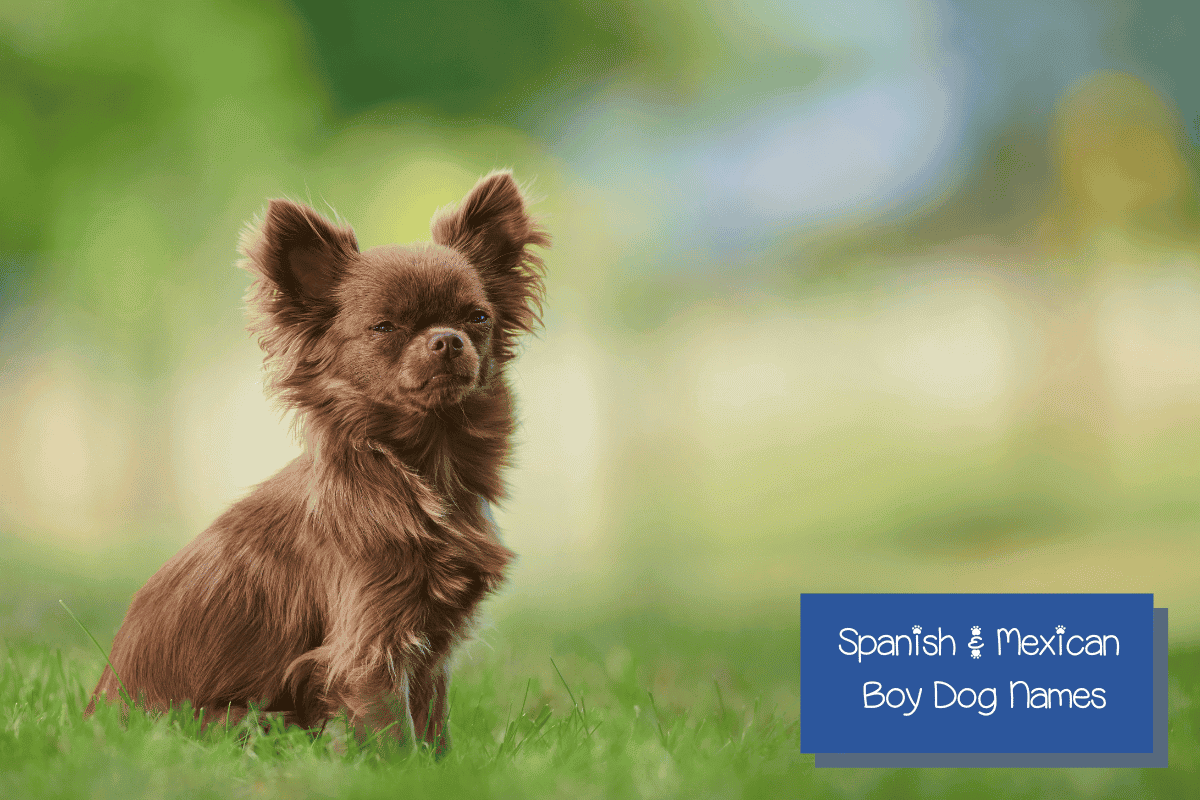 350 Spectacular Spanish Dog Names for Your Sweet New Perrito - DogVills