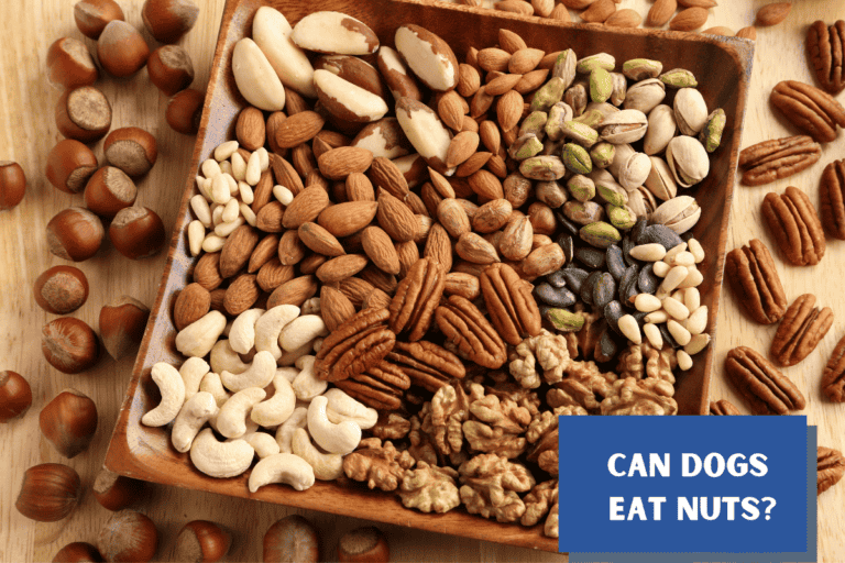 Can Dogs Eat Nuts? (Guide to Every Nut That's Safe for Pups)