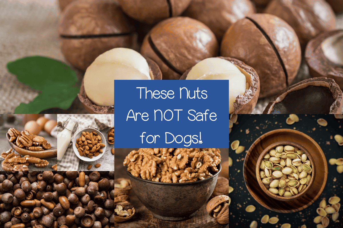 Can Dogs Eat Nuts? (Guide to Every Nut That's Safe for Pups)