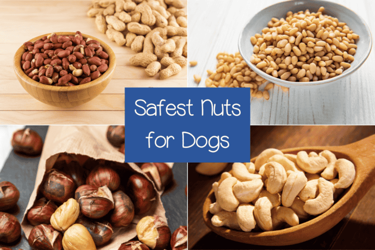 Can Dogs Eat Nuts? (Guide to Every Nut That's Safe for Pups)