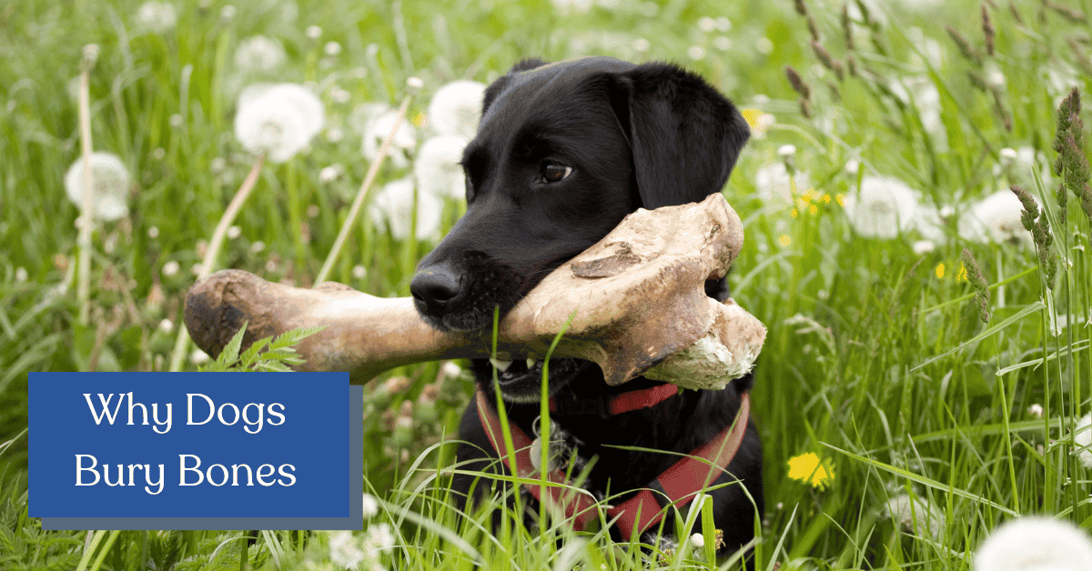 Why Do Dogs Want To Bury Their Bones at Georgia Challis blog