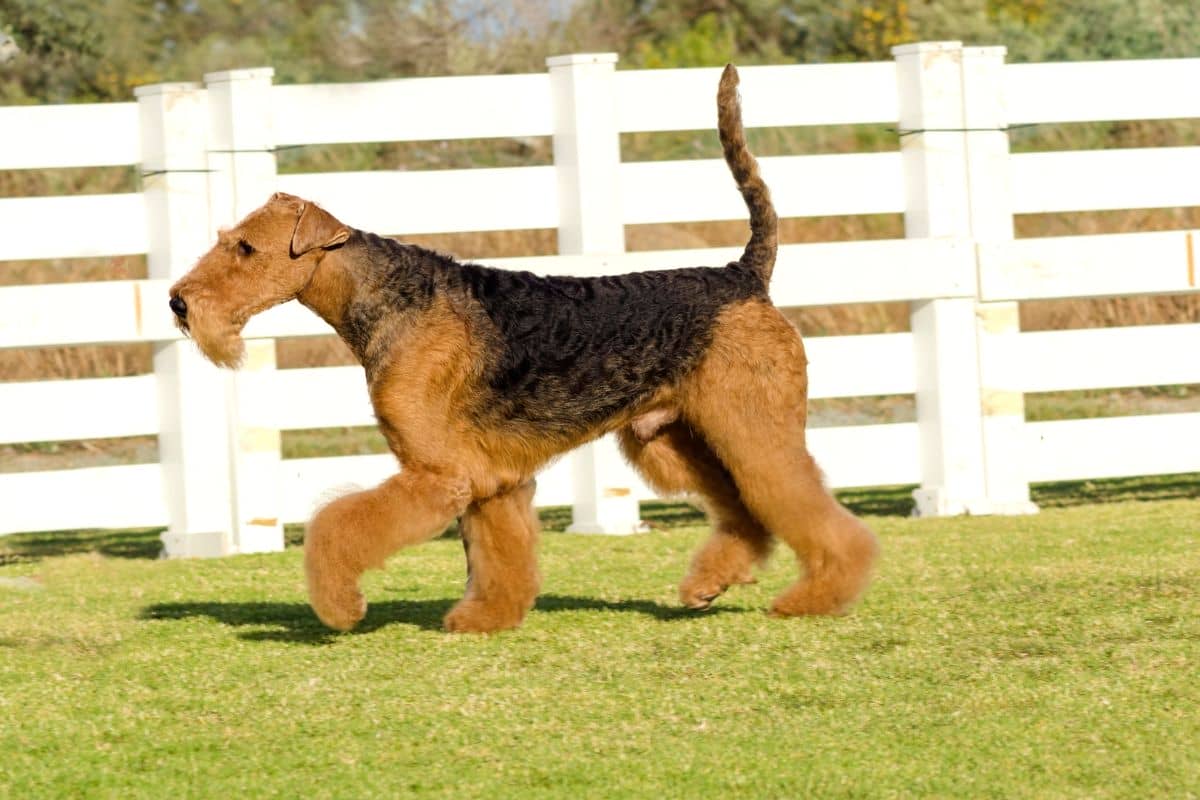 Your Comprehensive Airedale Terrier Dog Breed Guide: From History to ...