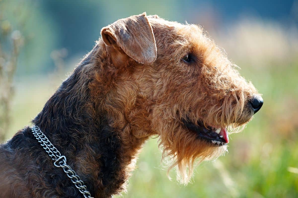Your Comprehensive Airedale Terrier Dog Breed Guide: From History to ...