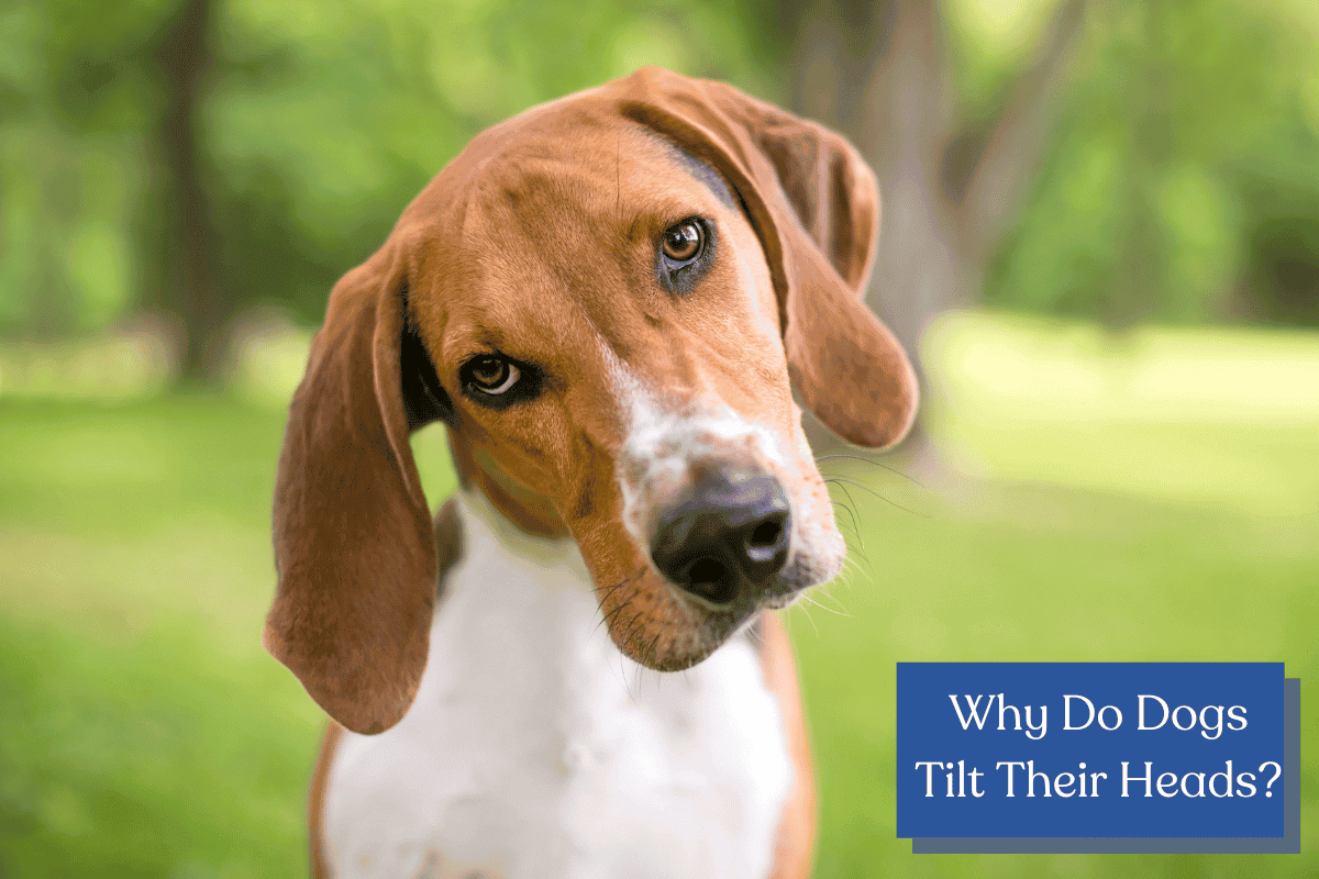 Why Do Dogs Tilt Their Heads? 9 Fascinating Reasons Behind This Cute Canine Behavior - DogVills