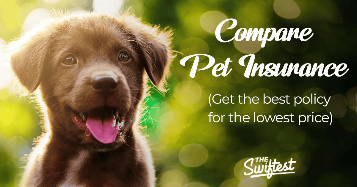 14 FAQs About Pet Insurance for Dogs [with Answers]- DogVills