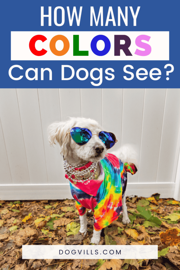 What Colors Can Dogs See? Unveiling the Mysterious Canine Visual ...