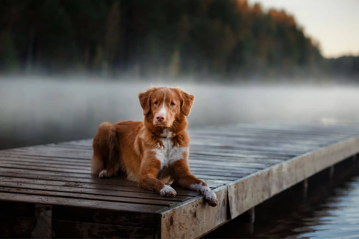 The 6 Different Types of Retriever Dogs (with Pictures) - DogVills
