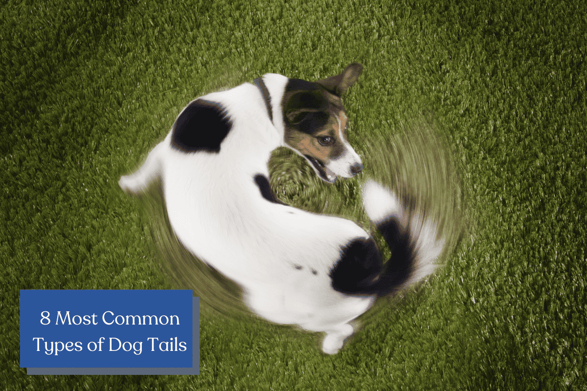 8 Common Dog Tail Types Explained (with Examples) - DogVills
