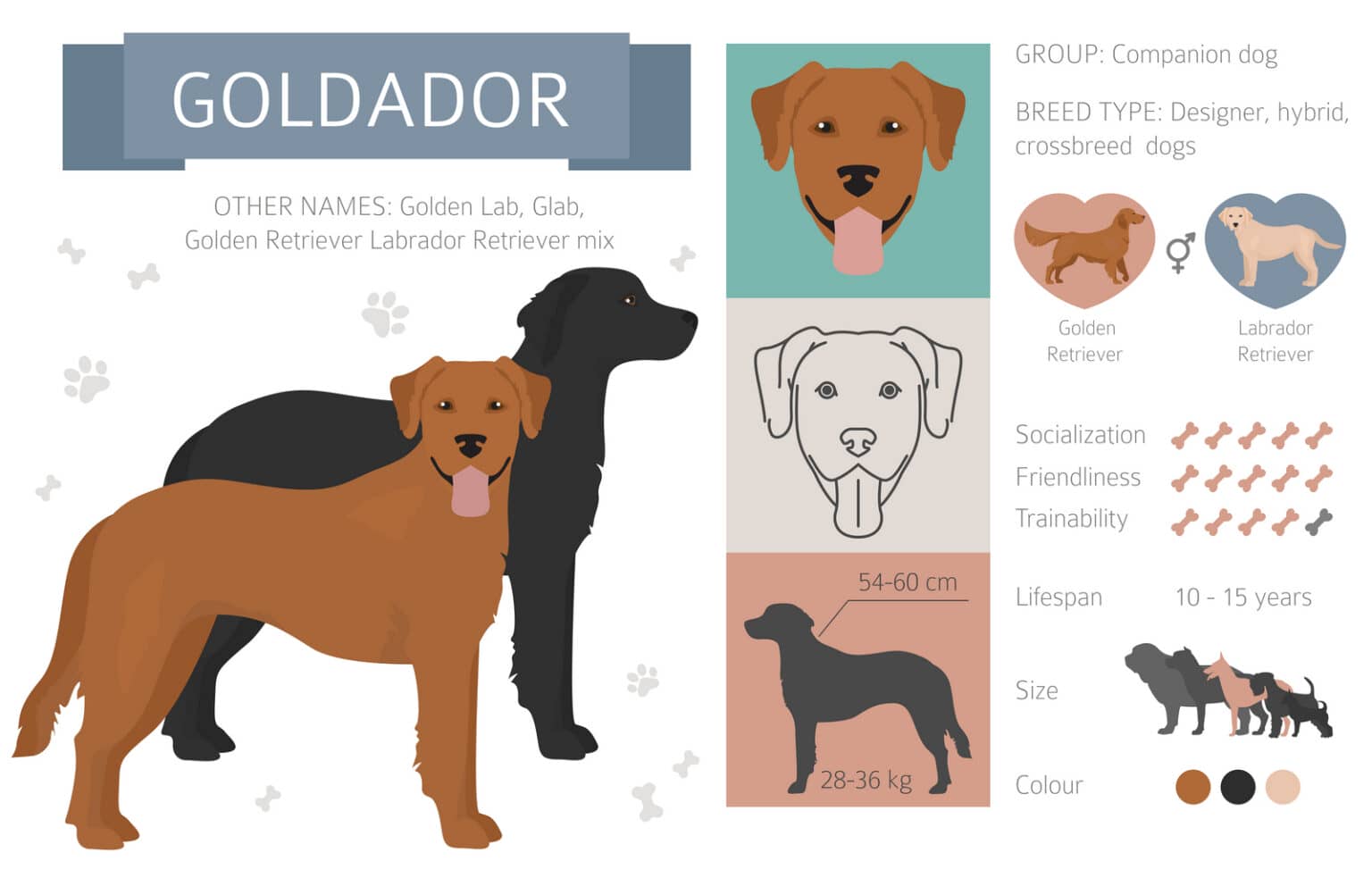 Goldador Dog Breed Guide: Everything to Know about thhe Golden ...