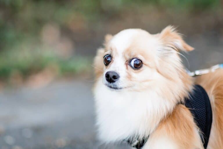 Why Dogs Put Their Ears Back? 6 Fascinating Reasons - DogVills