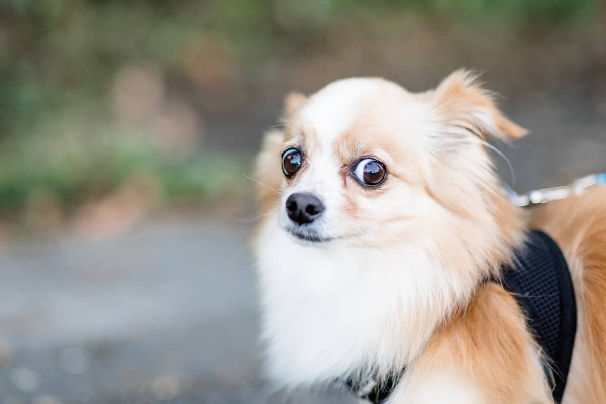Why Dogs Put Their Ears Back? 6 Fascinating Reasons - DogVills
