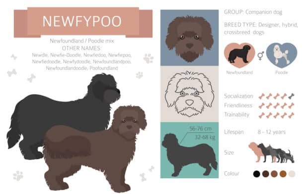 Newfypoo Dog Breed Guide: All About the Newfoundland/Poodle Mix - DogVills