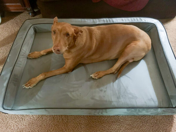 Bully Beds Orthopedic Bolster Bed Review: Is It Worth It? - DogVills