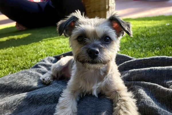 Froodle Dog Breed Guide: Personality, Grooming, Health Tips. & More ...