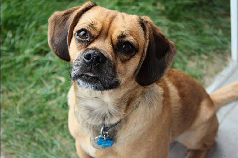 Puggle Breed Guide: What to Know About This Beagle-Pug Mix - DogVills