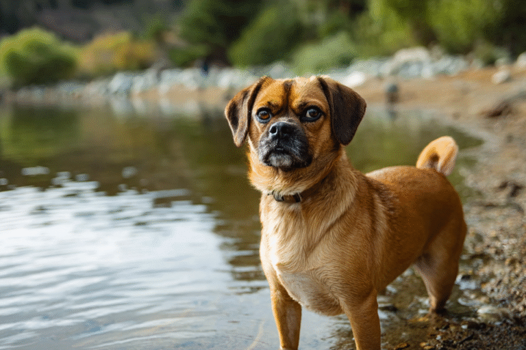 Puggle Breed Guide: What to Know About This Beagle-Pug Mix - DogVills