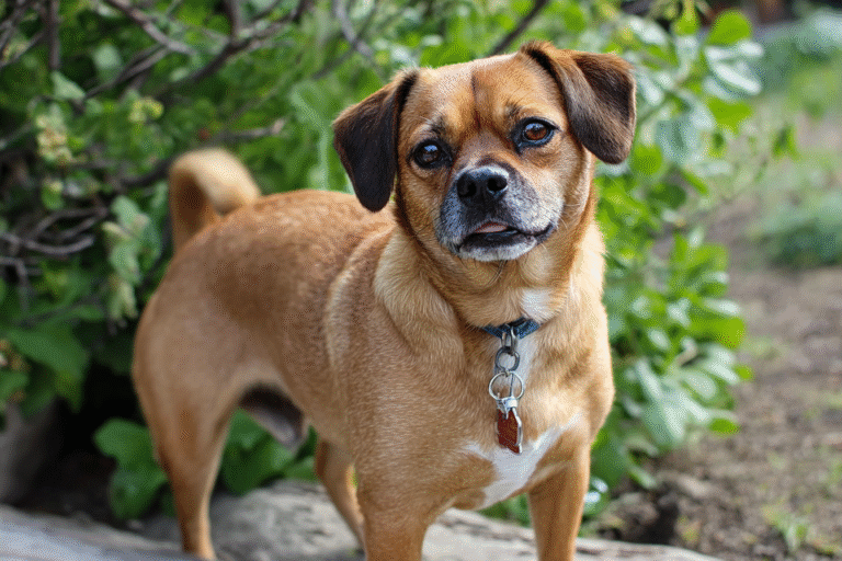 Puggle Breed Guide: What to Know About This Beagle-Pug Mix - DogVills