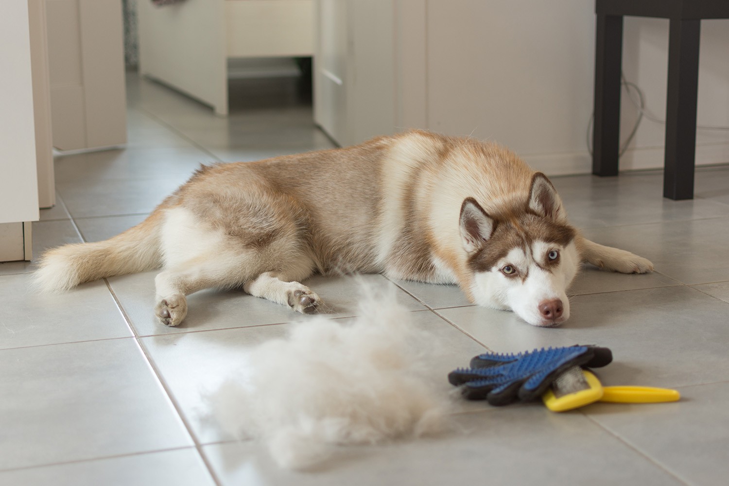 How to Detangle Dog Hair the Easy Way (Without a Groomer) - DogVills