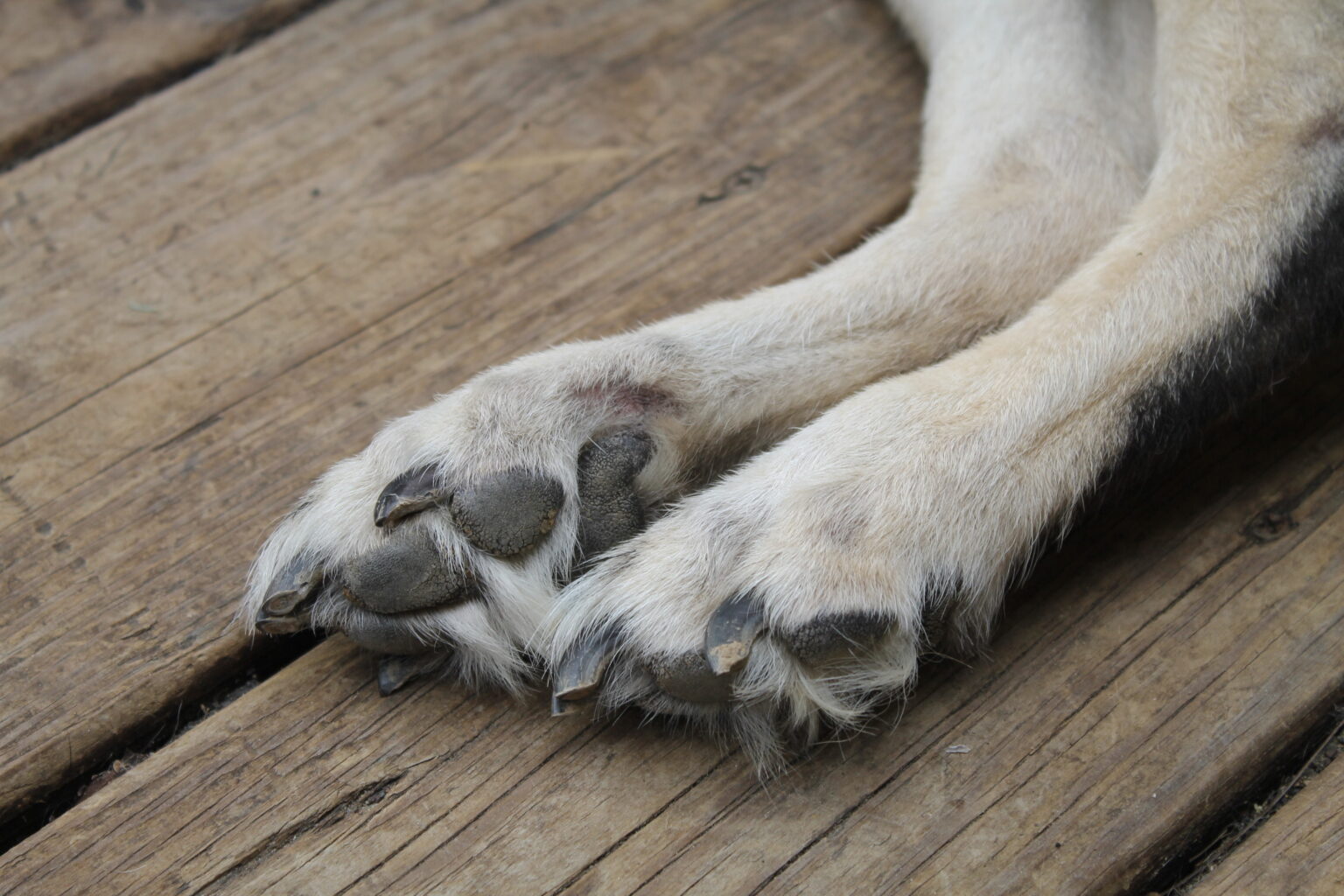 Signs Your Dog Is Dying: How to Recognize the Final Stages - DogVills
