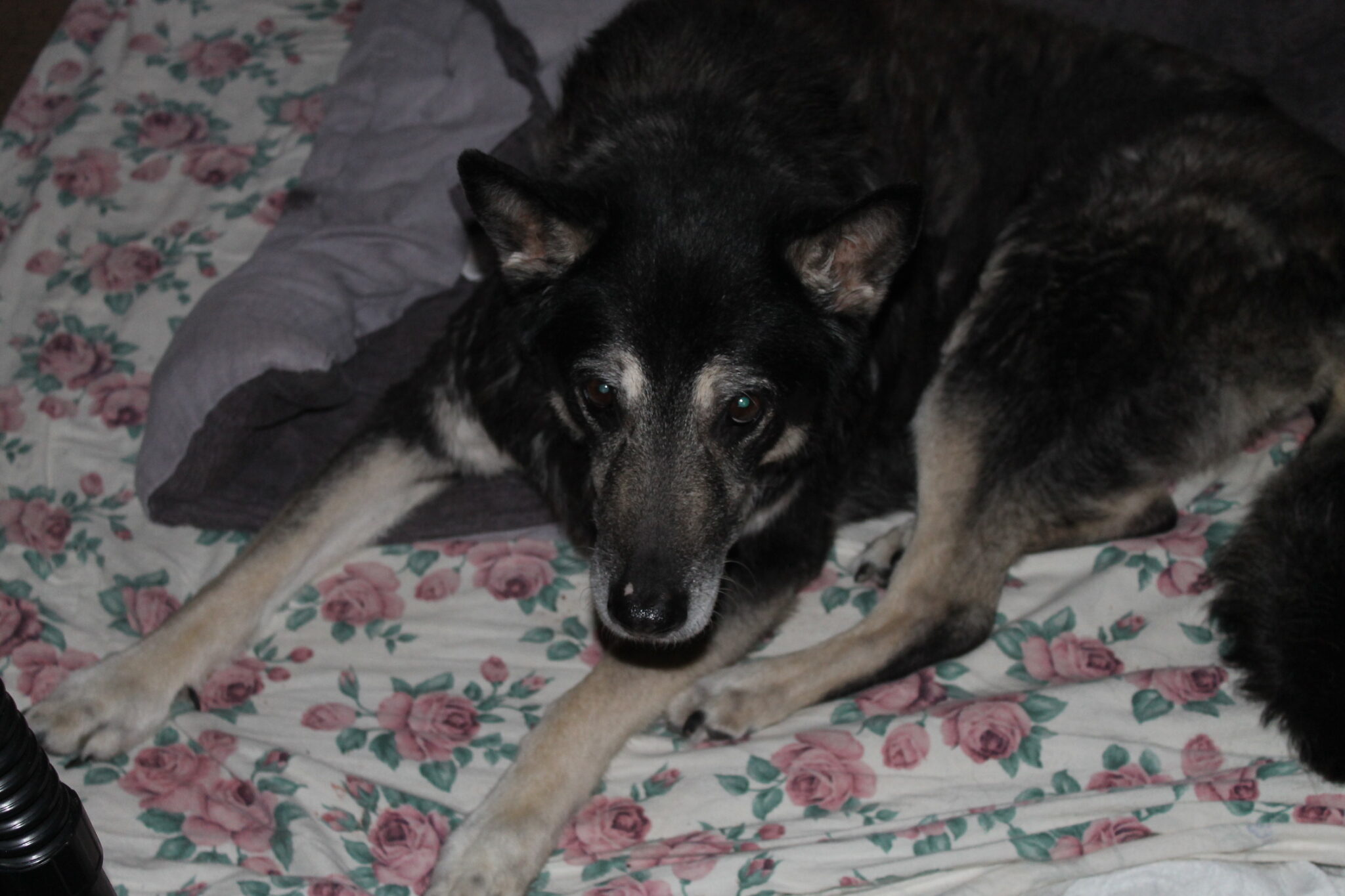 Signs Your Dog Is Dying: How to Recognize the Final Stages - DogVills