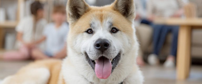 The Top 10 Dog Breeds of 2025 (And Where to Find Your Perfect Puppy ...